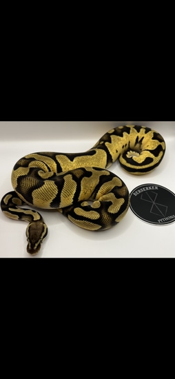 Orange Dream Pastel 100% Het Hypo 100% Het Piebald Ball Python by ...