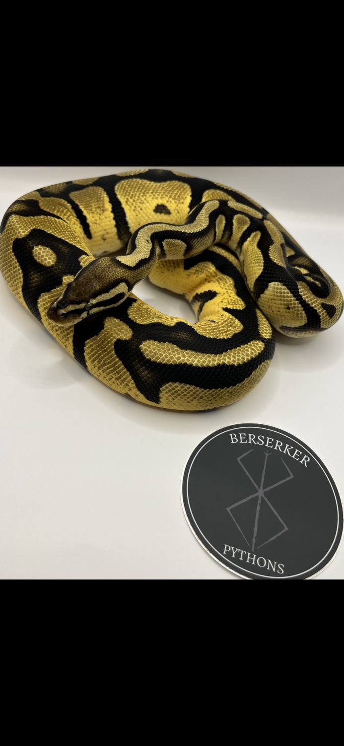 Orange Dream Pastel 100% Het Hypo 100% Het Piebald Ball Python by ...
