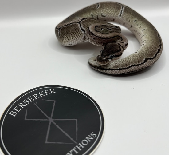 Pinstripe VPI Axanthic 100% Het Piebald Ball Python by Berserker Pythons