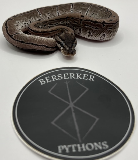 Pinstripe Axanthic 100% Het Piebald Ball Python by Berserker Pythons
