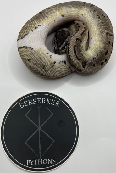 Pinstripe VPI Axanthic Piebald Ball Python by Berserker Pythons