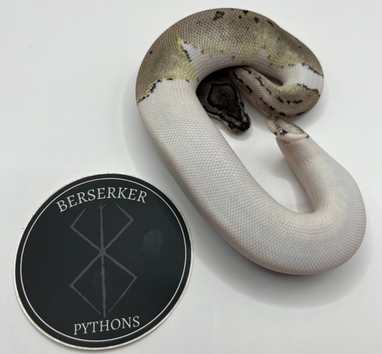 Pinstripe VPI Axanthic Piebald Ball Python by Berserker Pythons
