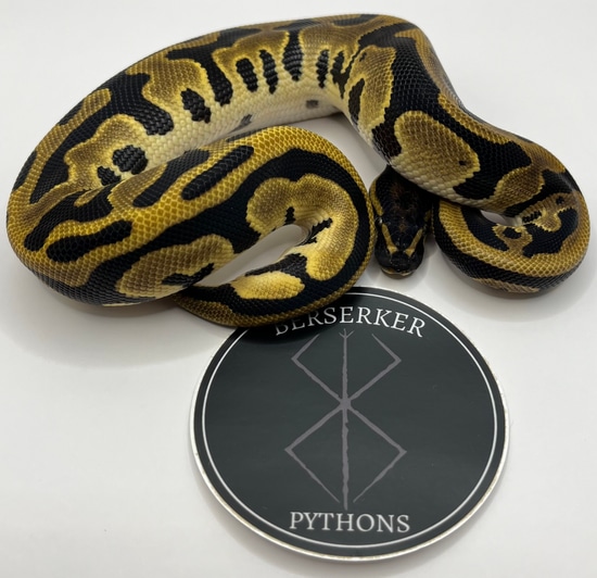 Orange Dream Leopard Het Piebald Ball Python by Berserker Pythons