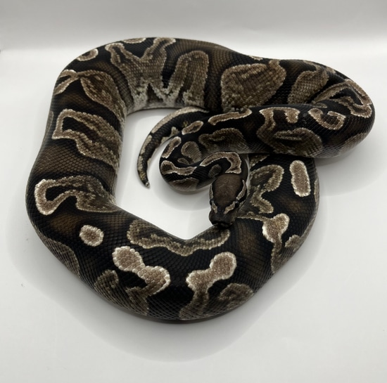 GHI VPI Axanthic 100% Het Piebald- Breeder Ready Ball Python by ...