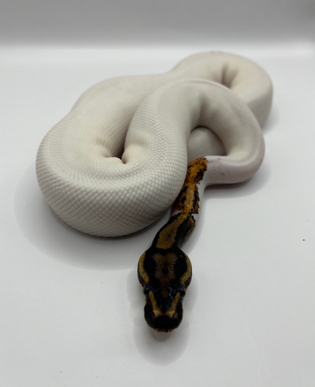 Orange Dream Leopard Piebald Ball Python by Berserker Pythons