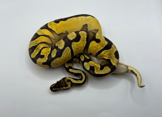 Pastel Enchi 100% Het Hypo 100% Het Desert Ghost POS Het Pied Ball ...