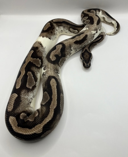 Breeder VPI Axanthic Piebald Ball Python by Berserker Pythons