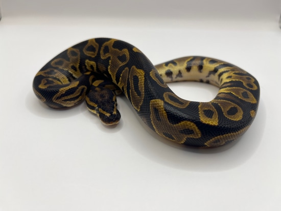 Orange Dream Leopard 100% Het Clown POS Het Piebald Ball Python by ...