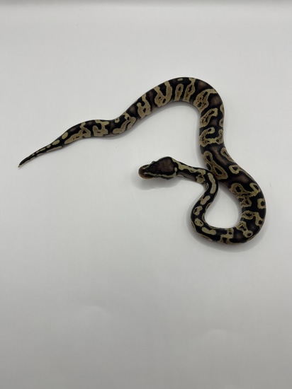 Pastel GHI 100% Het VPI Axanthic 100% Het Piebald Ball Python by ...