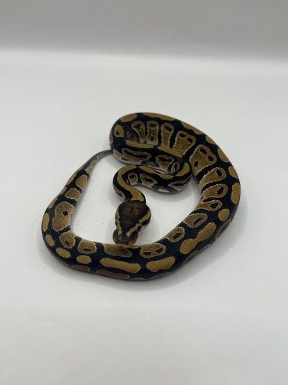 100% Het Clown POS Het VPI Axanthic Ball Python by Berserker Pythons