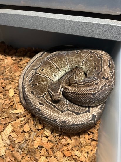 Pinstripe VPI Axanthic 100% Het Piebald- Proven Breeder Ball Python by ...