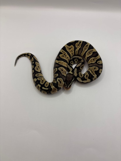 Pastel GHI 100% Het Axanthic 100% Het Piebald Ball Python by Berserker ...