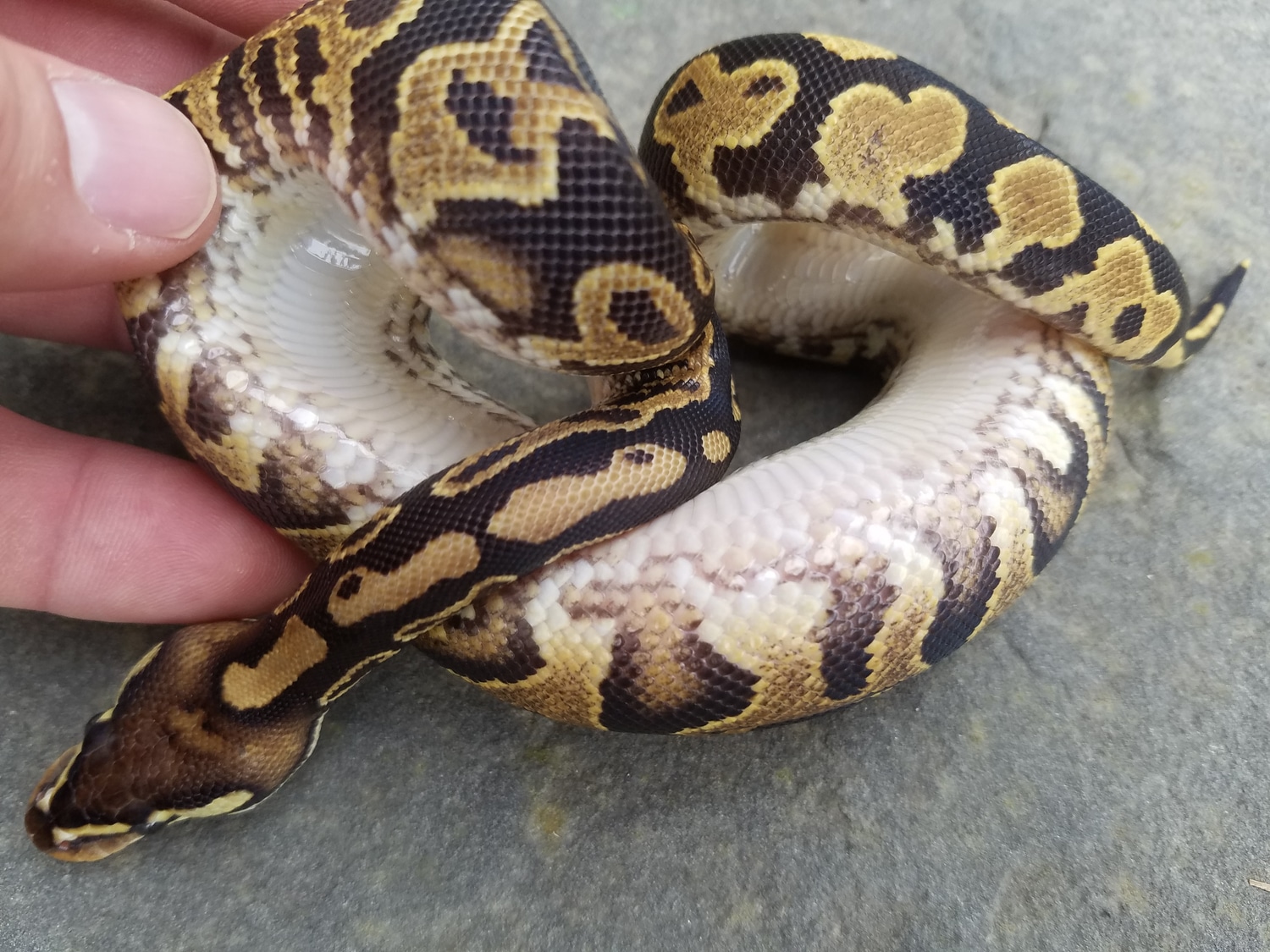Possible Asphalt Ball Python by Hulker's Herps - MorphMarket