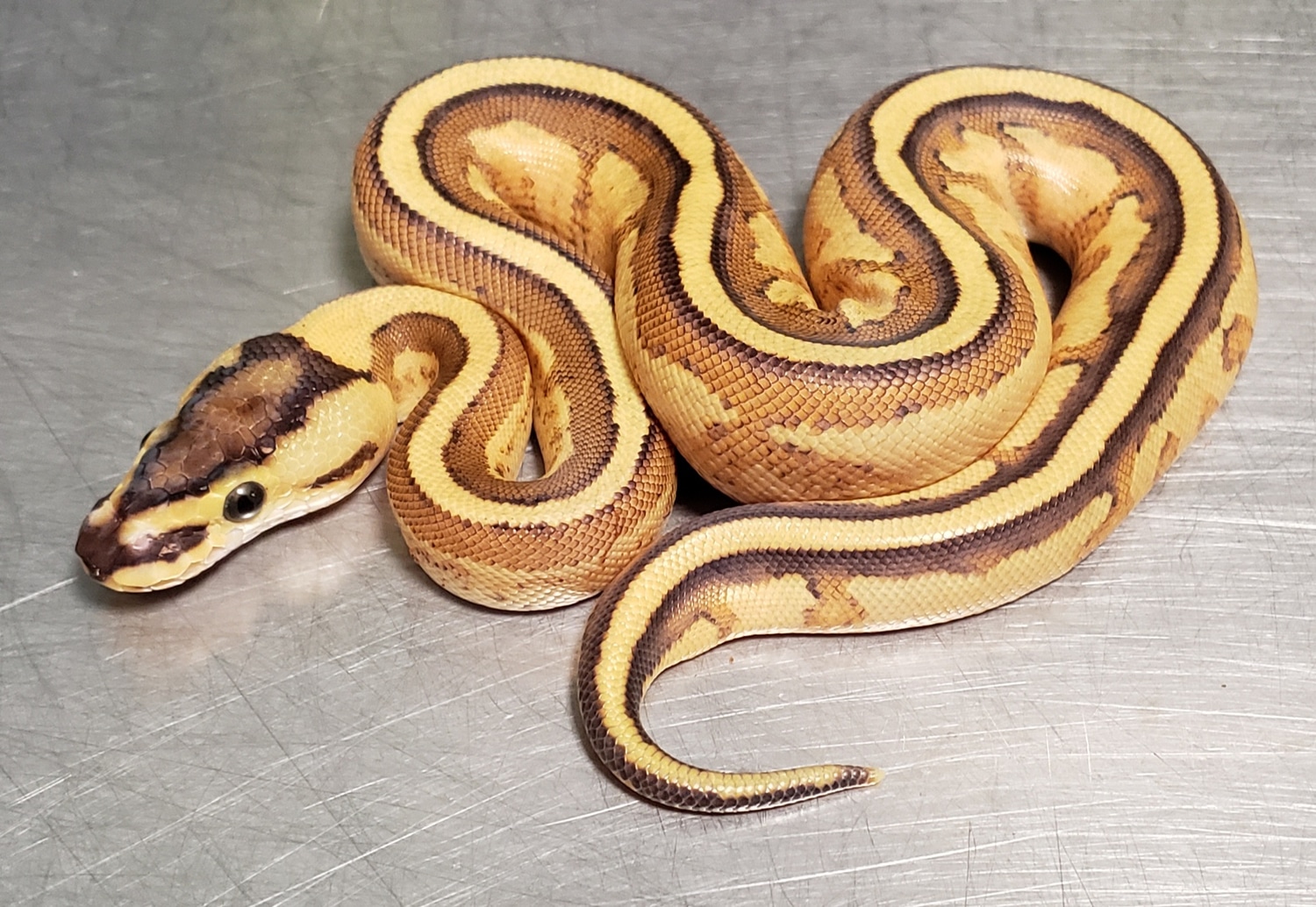 Enchi Superstripe Ball Python by Hulker's Herps - MorphMarket