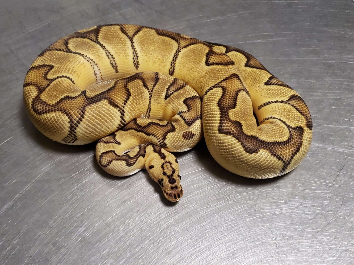 Pastel Enchi Clown Ball Python by Hulker's Herps - MorphMarket