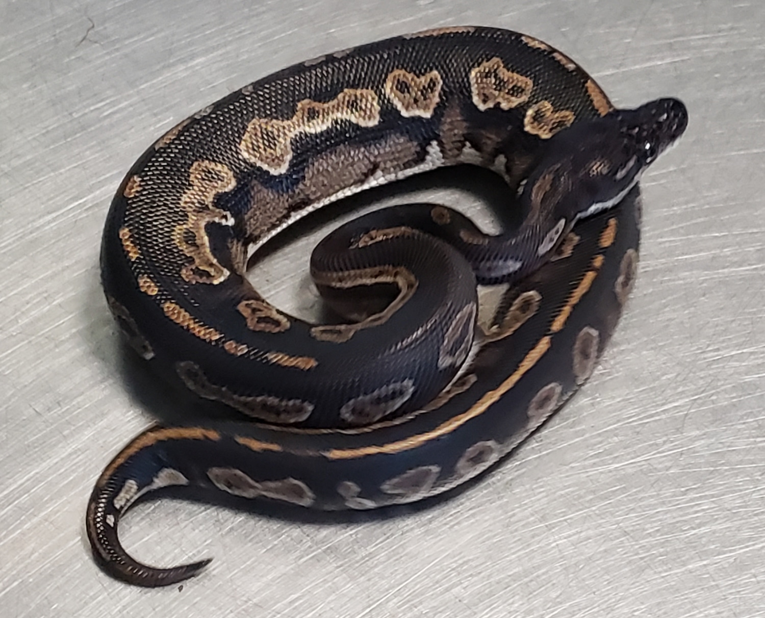 Super Blackhead Cinnamon Ball Python by Hulker's Herps - MorphMarket