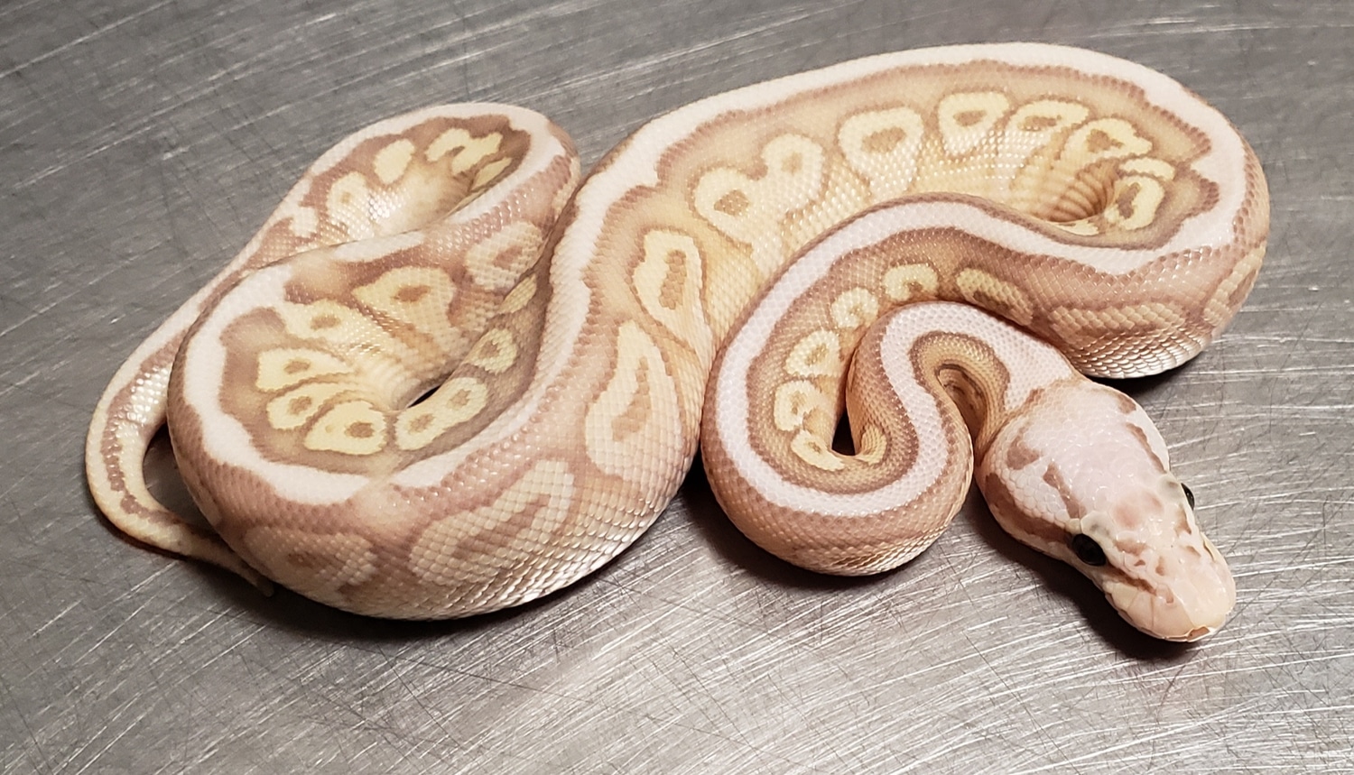 Banana Pastel Lesser Spotnose Het Clown Ball Python by Hulker's Herps ...