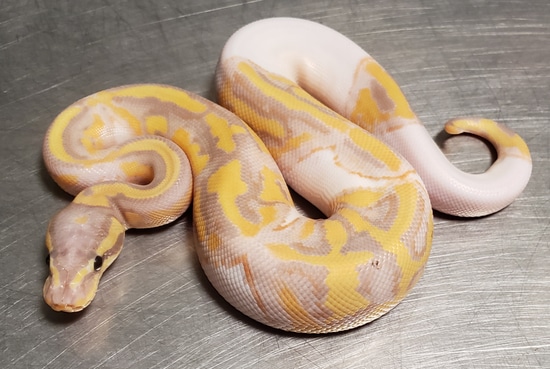 Coral Glow Pied Ball Python by Hulker's Herps