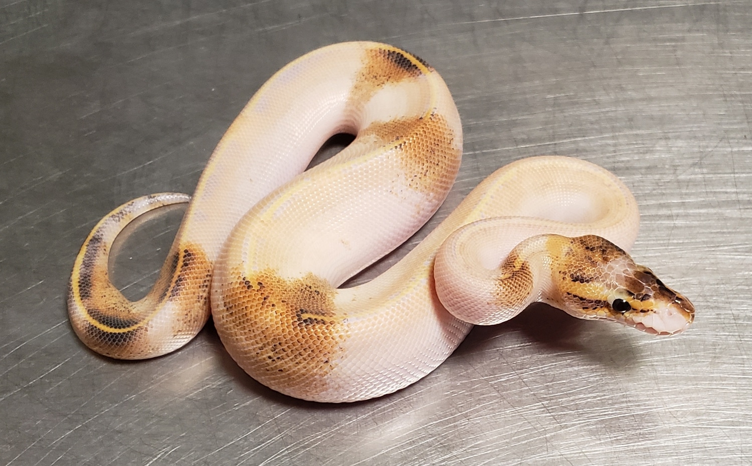 Ivory Paradox Ball Python by Hulker's Herps - MorphMarket