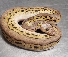 Blackhead Pastel Clown Ball Python by Hulker's Herps - MorphMarket