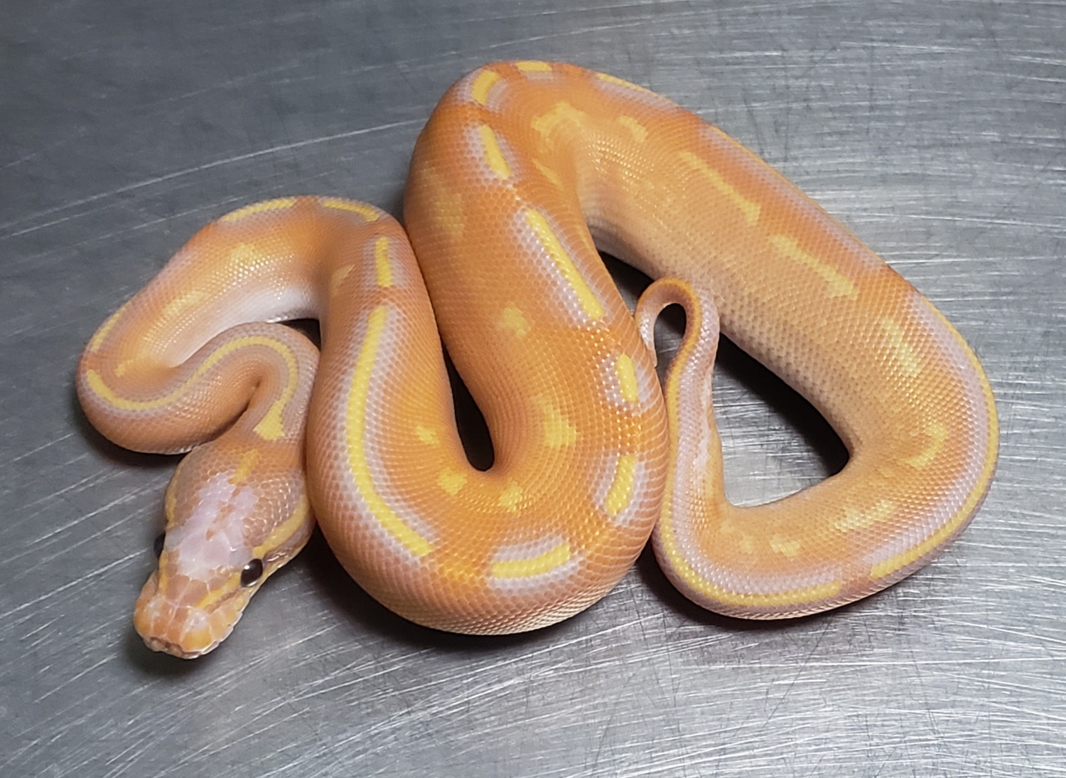 Banana Freeway Ball Python by Hulker's Herps - MorphMarket