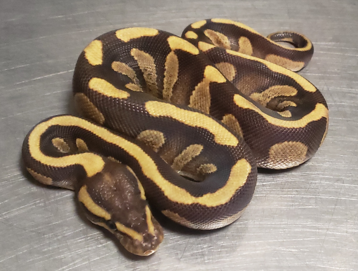 Chocolate Mahogany Enchi Fire Dh DG Cryptic Ball Python by Hulker's ...