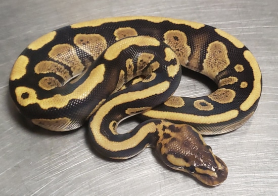 Fire Mahogany Dh DG Cryptic Ball Python by Hulker's Herps