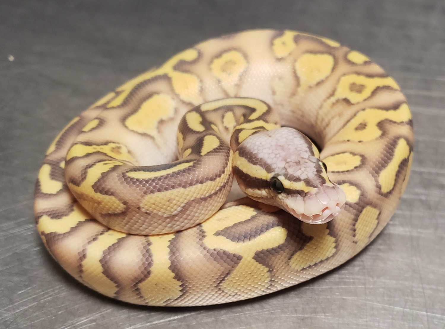 Hypo Pastel Lesser Vanilla YB Het TSK Axanthic Ball Python by Hulker's ...