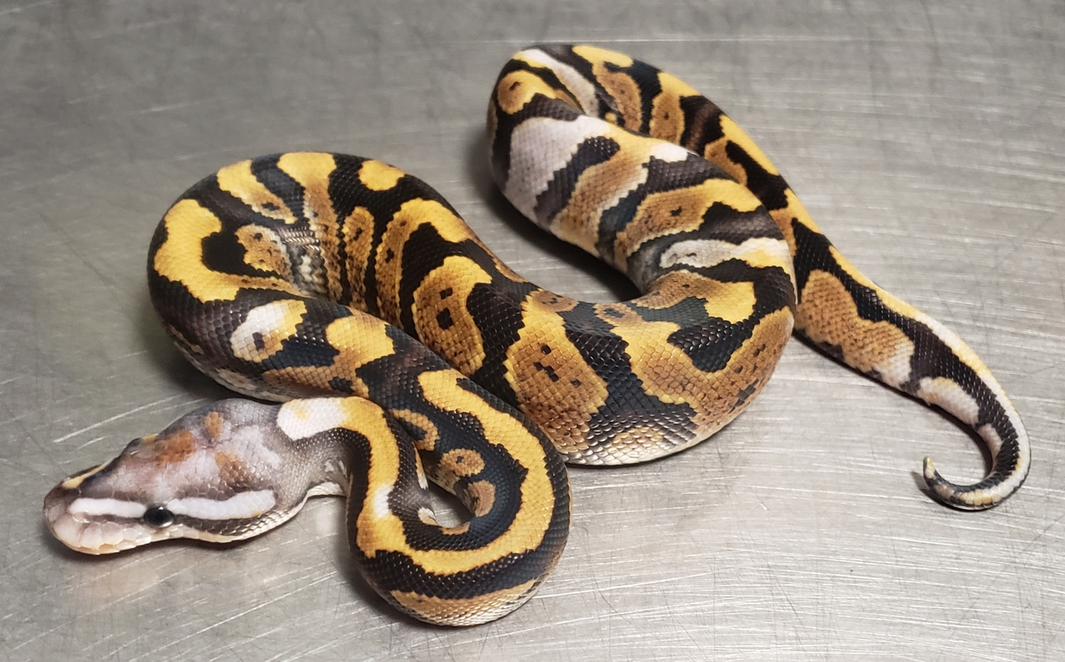 Paradox Yellowbelly Dh True Ghost Ball Python by Hulker's Herps ...