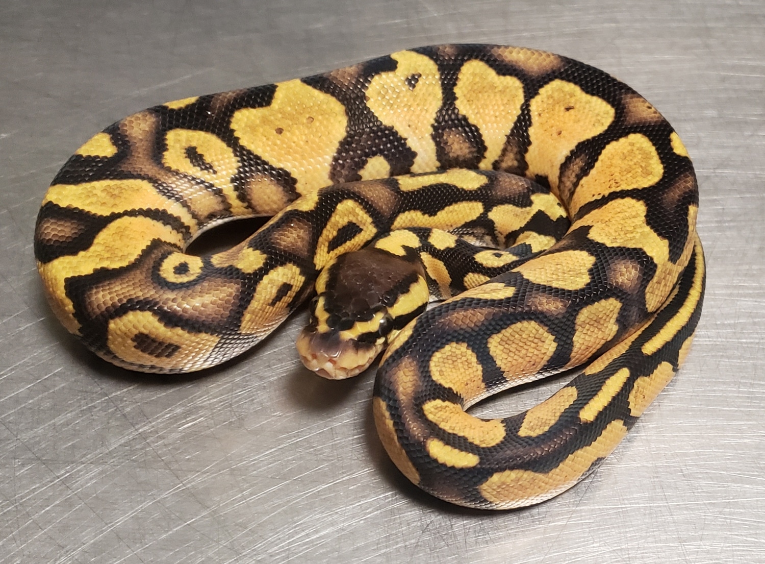 2021 Pastel Asphalt Ball Python by Hulker's Herps - MorphMarket