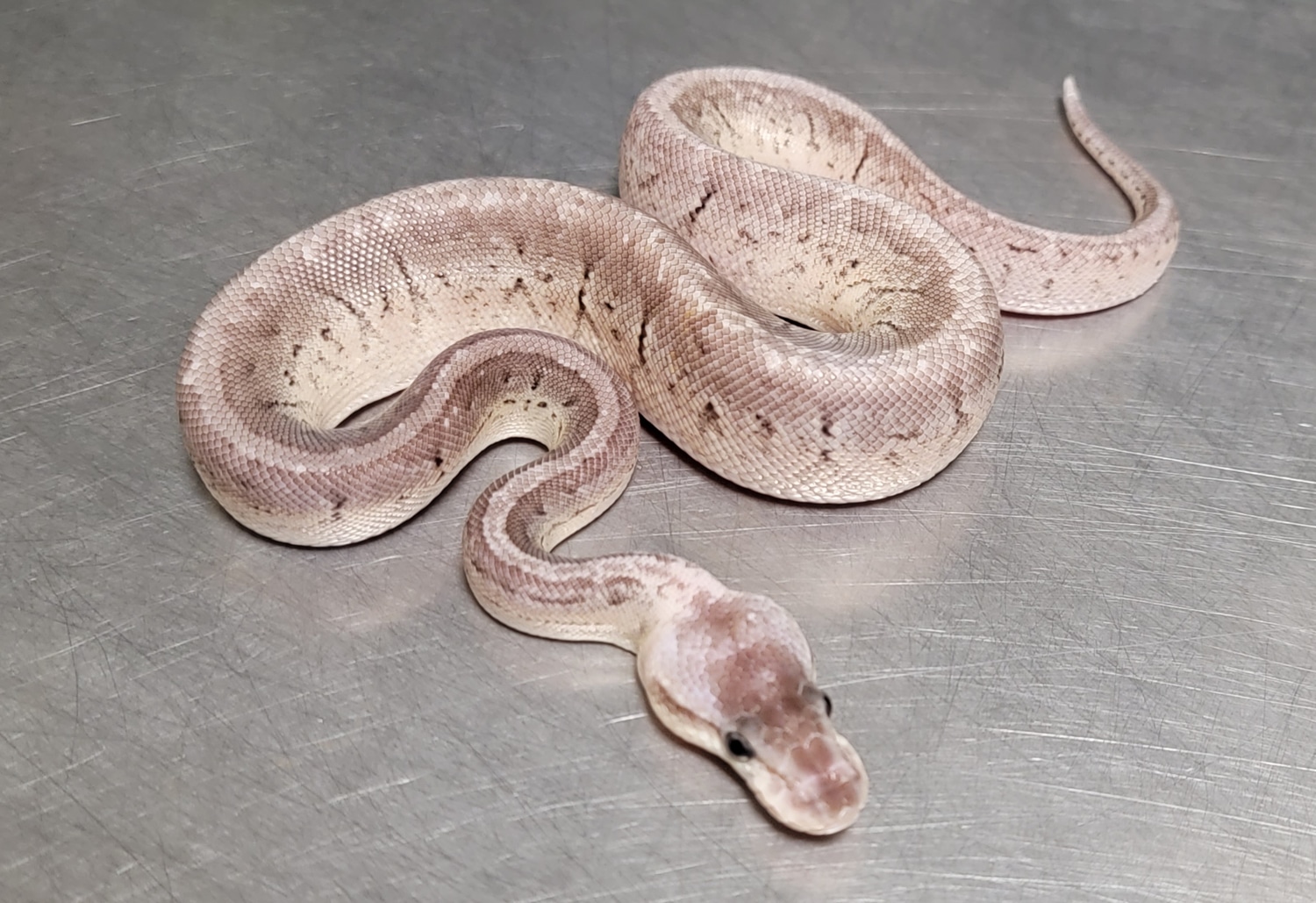 Pewter Blast Dh Hypo DG Ball Python by Hulker's Herps - MorphMarket