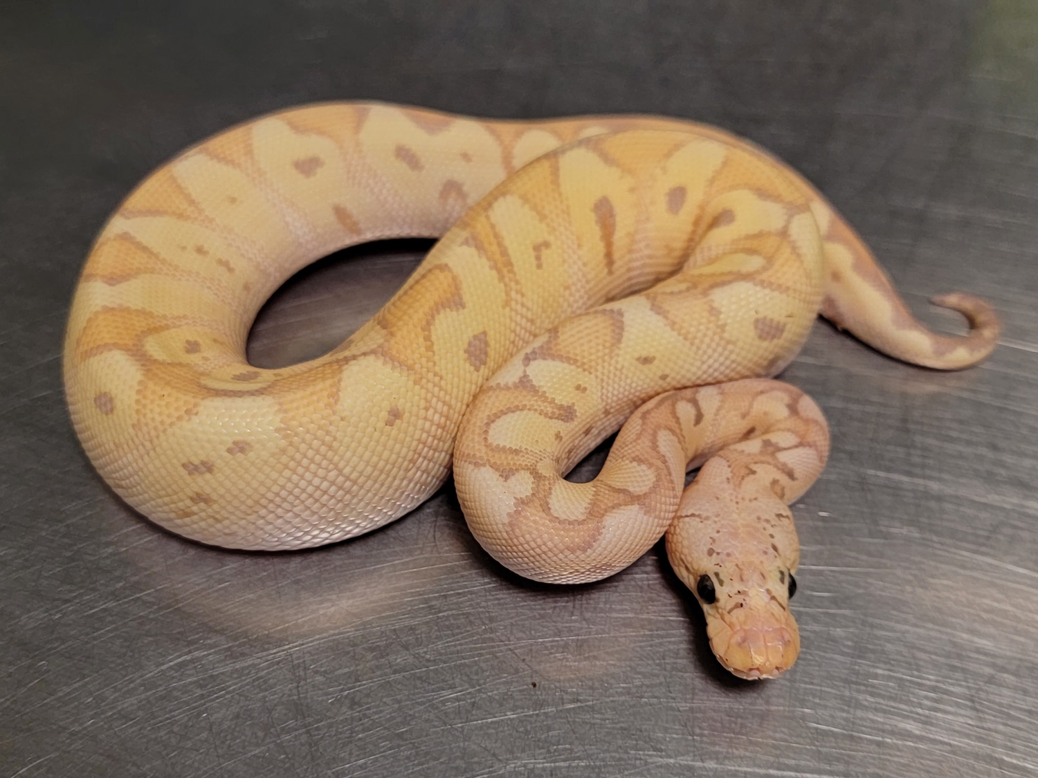 Banana Pastel GHI Clown Ball Python by Hulker's Herps - MorphMarket