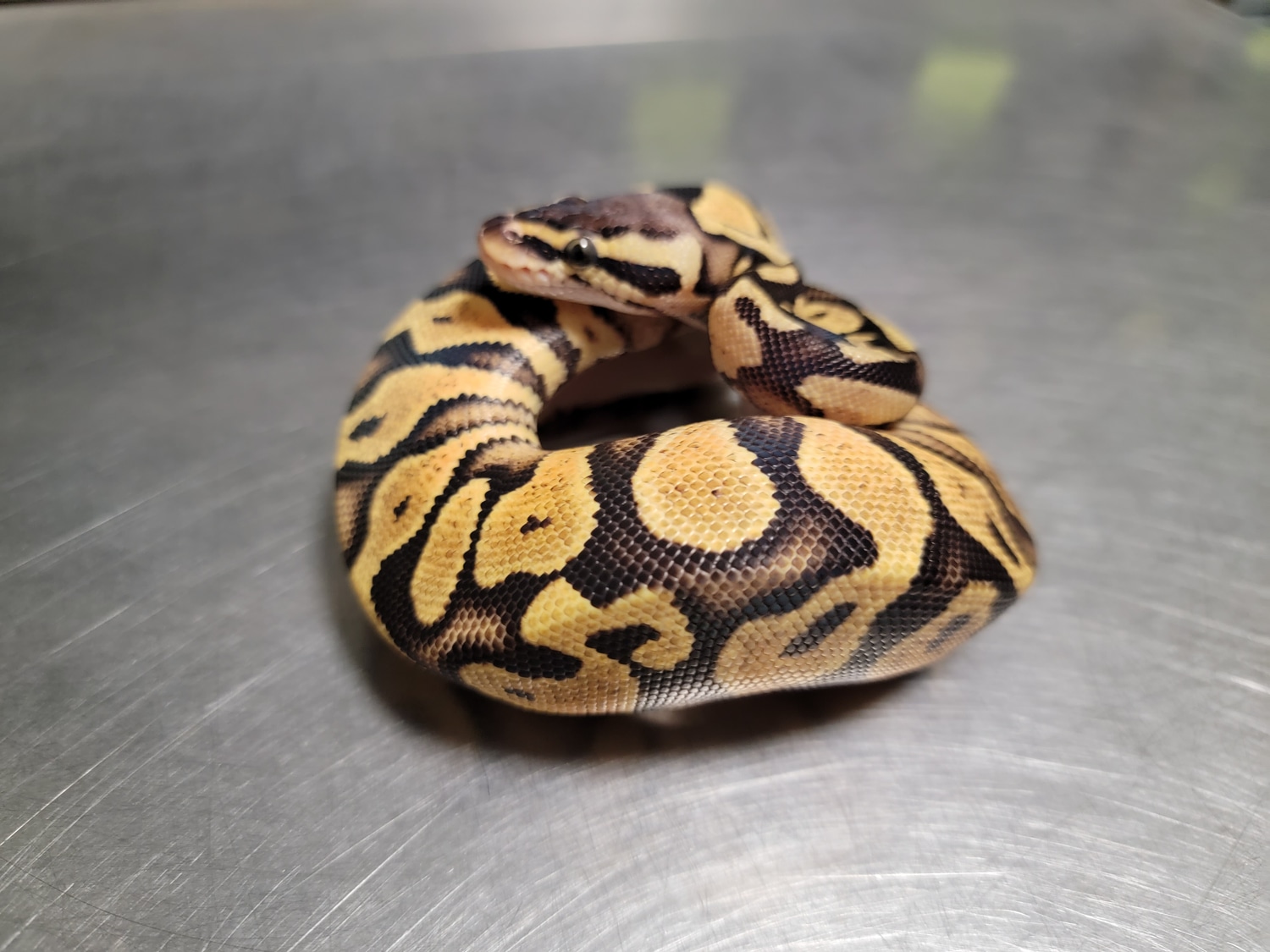 Pastel Asphalt Ball Python by Hulker's Herps - MorphMarket