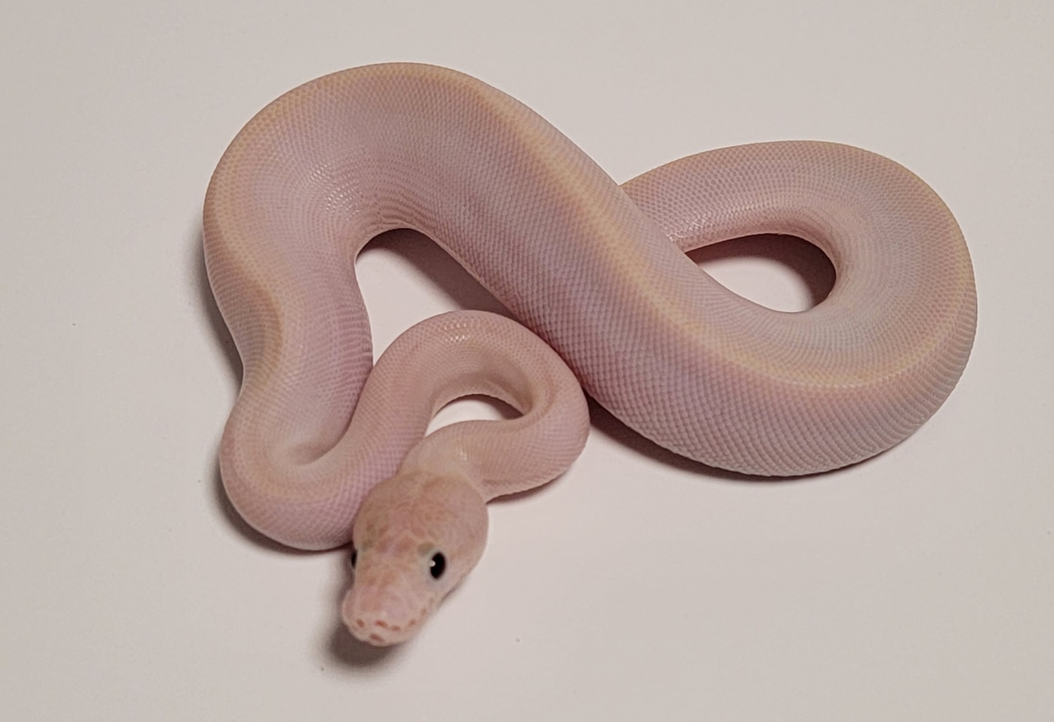 Banana Ivory Ball Python by Hulker's Herps - MorphMarket