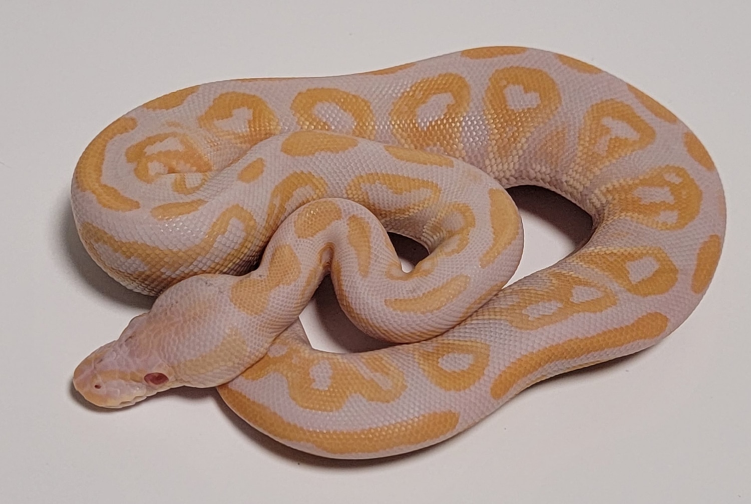Black Pastel Candino Ball Python by Hulker's Herps - MorphMarket
