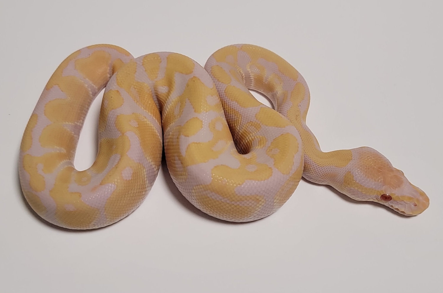Candino Ball Python by Hulker's Herps - MorphMarket