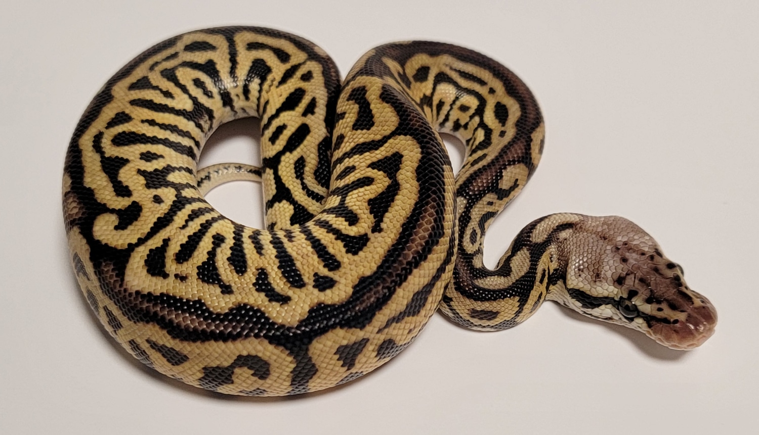 Pastel Leopard Spotnose Het Clown Ball Python by Hulker's Herps ...