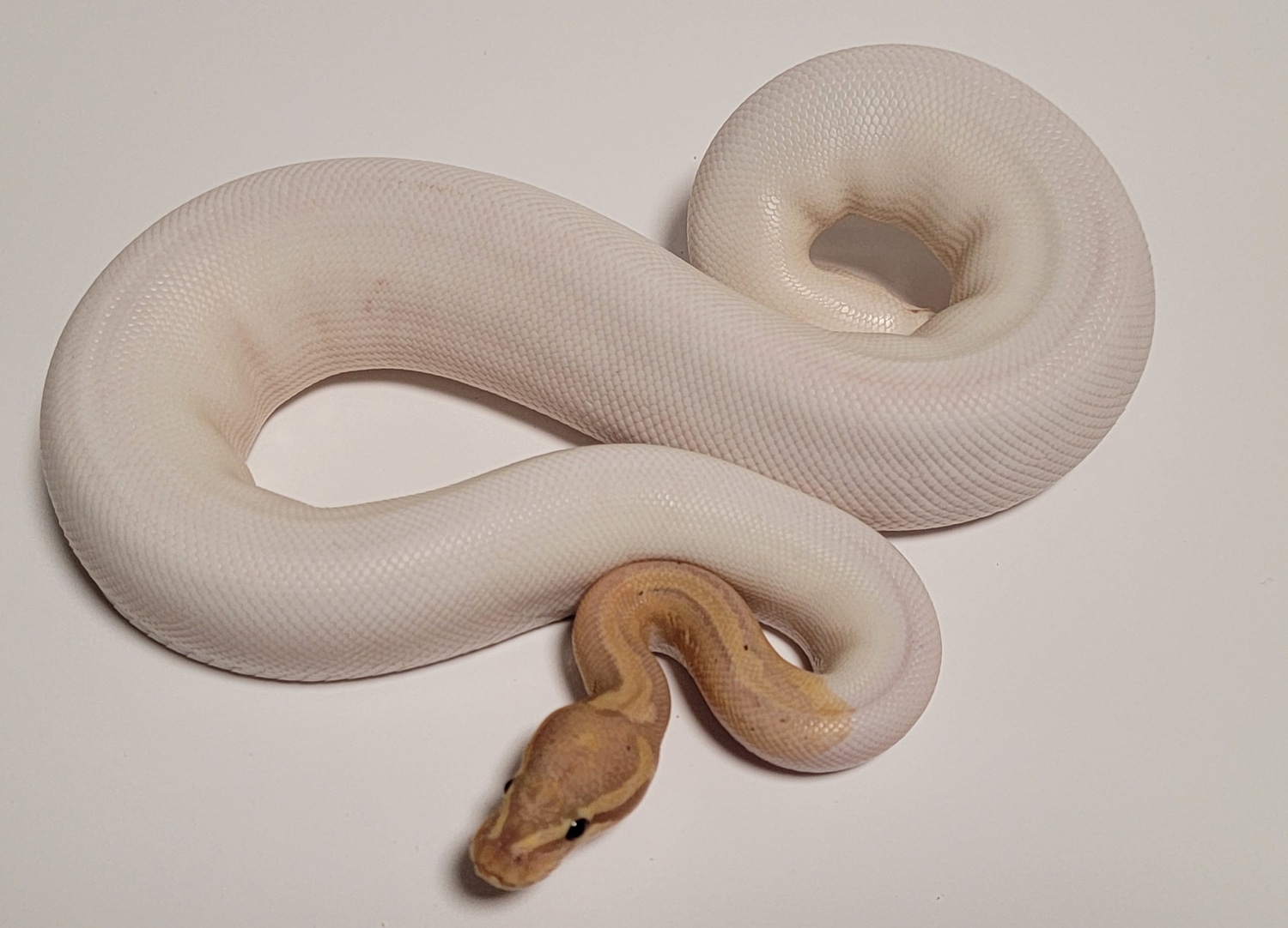 Coral Glow Pied Ball Python by Hulker's Herps - MorphMarket