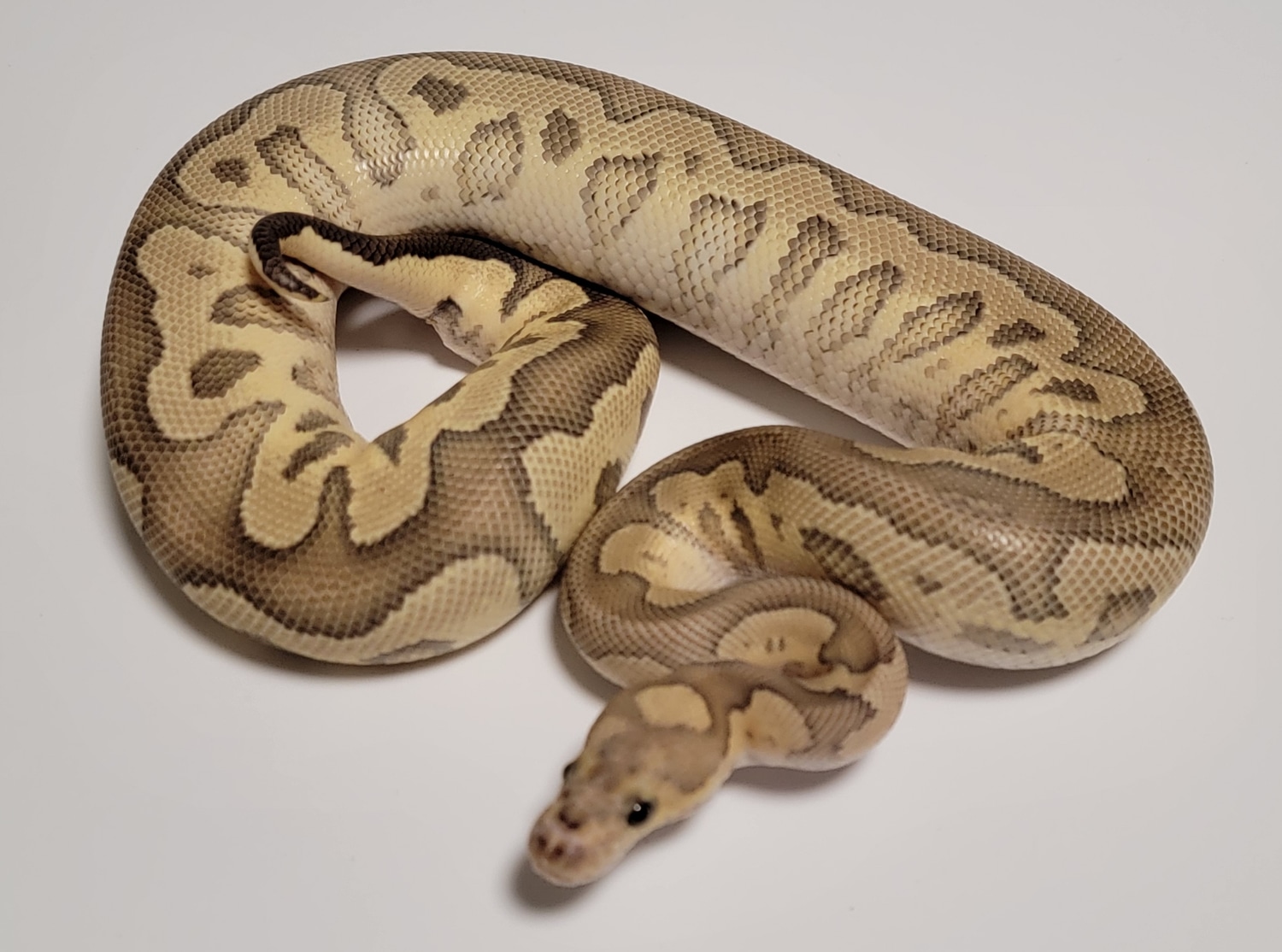 Mystic Fire Clown Ball Python by Hulker's Herps - MorphMarket