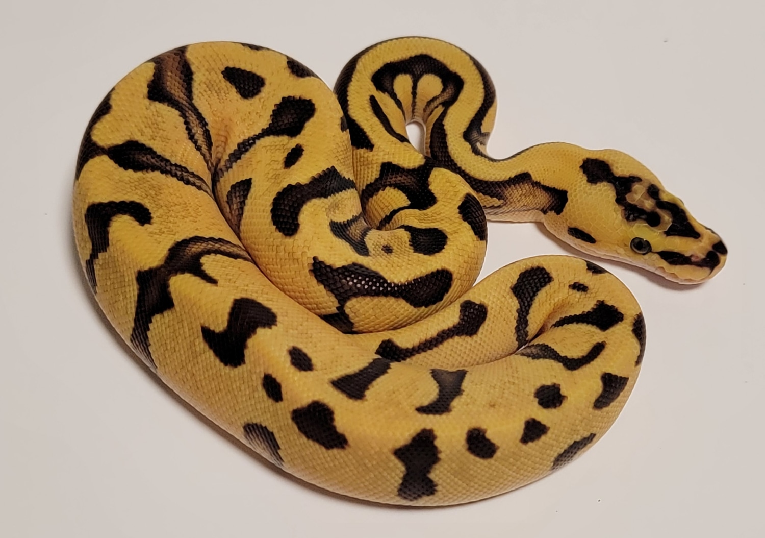 Super Enchi Firefly Het Clown Ball Python by Hulker's Herps - MorphMarket