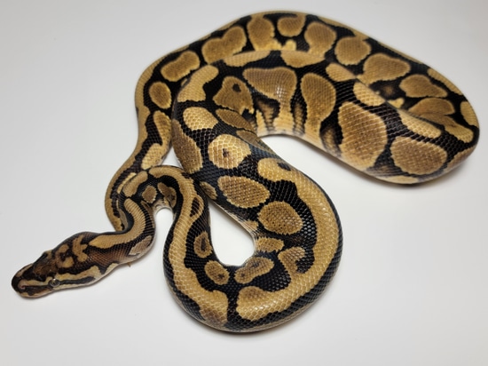 Spotnose Asphalt Ball Python by Hulker's Herps