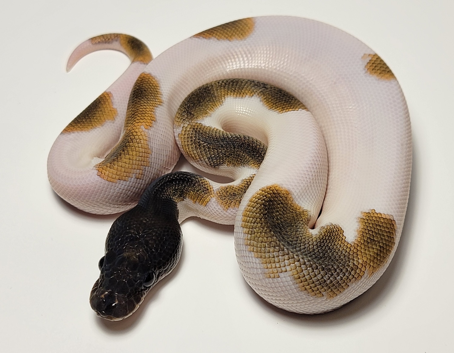 Blackhead Mojave Pied Ph Desert Ghost Ball Python by Hulker's Herps ...