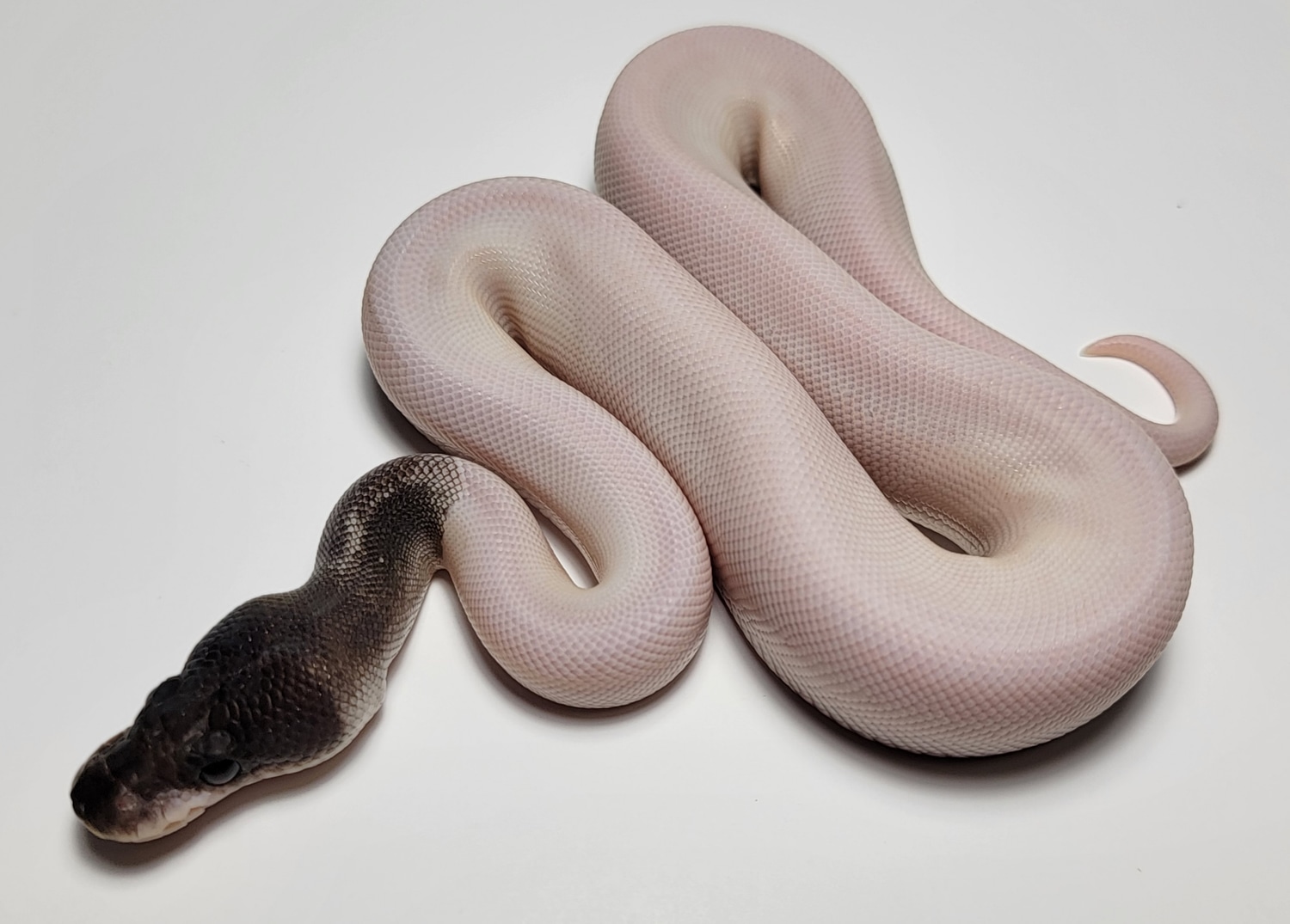 Blackhead Cinnamon Mojave Pied Poss Het DG Ball Python by Hulker's ...