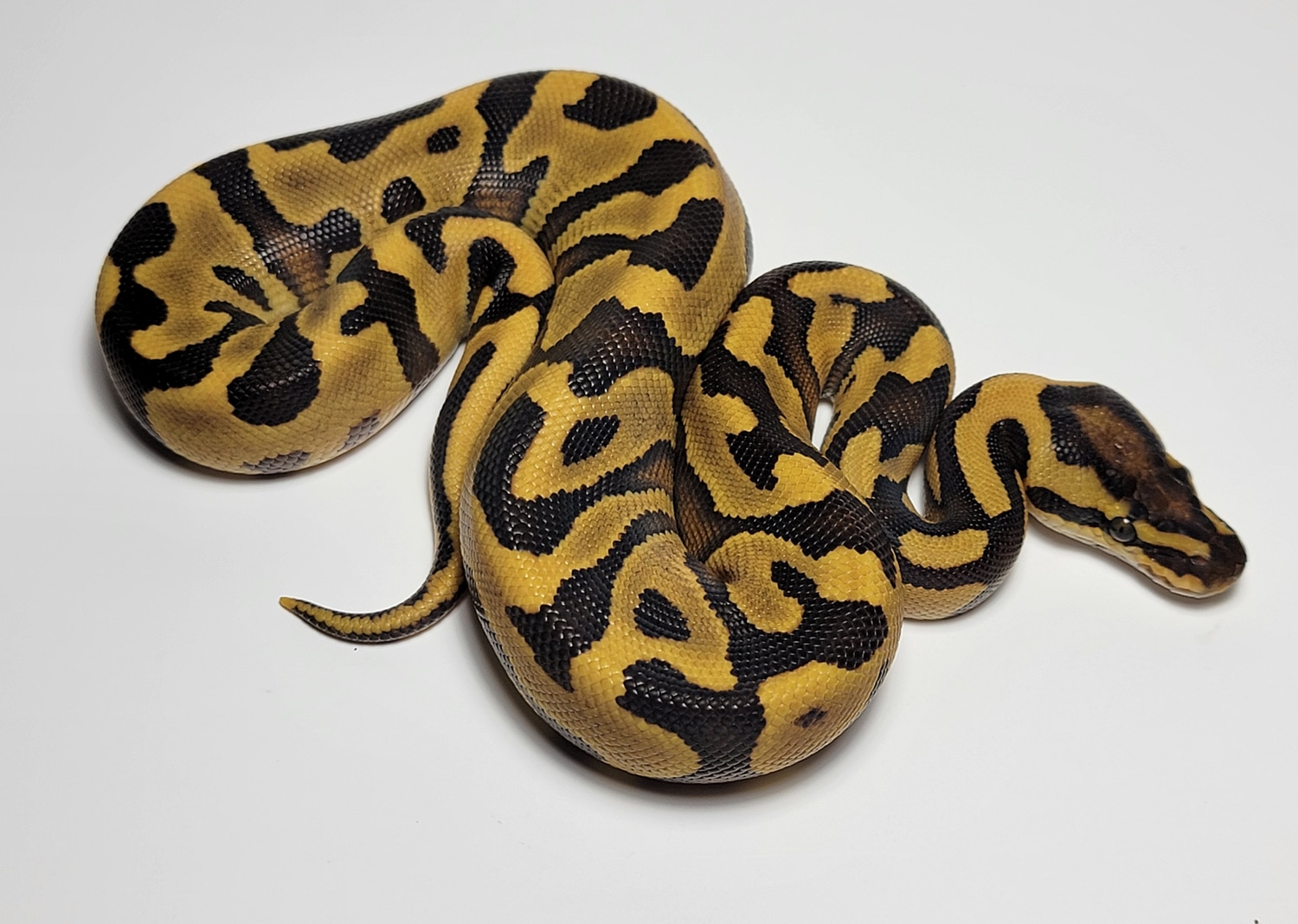 Leopard Enchi Fire Het Clown Ball Python by Hulker's Herps - MorphMarket
