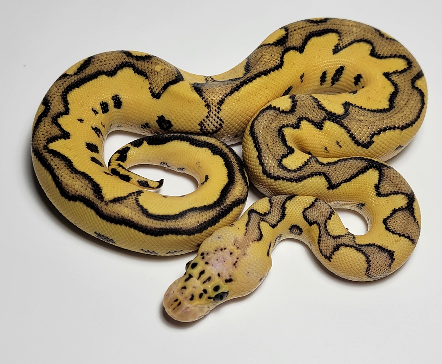 Firefly Clown Ball Python by Hulker's Herps - MorphMarket