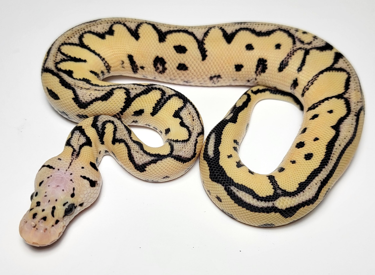 Pastel Desert Ghost Clown Ball Python by Hulker's Herps - MorphMarket