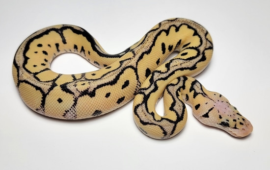 2022 Pastel Desert Ghost Clown Ball Python by Hulker's Herps - MorphMarket