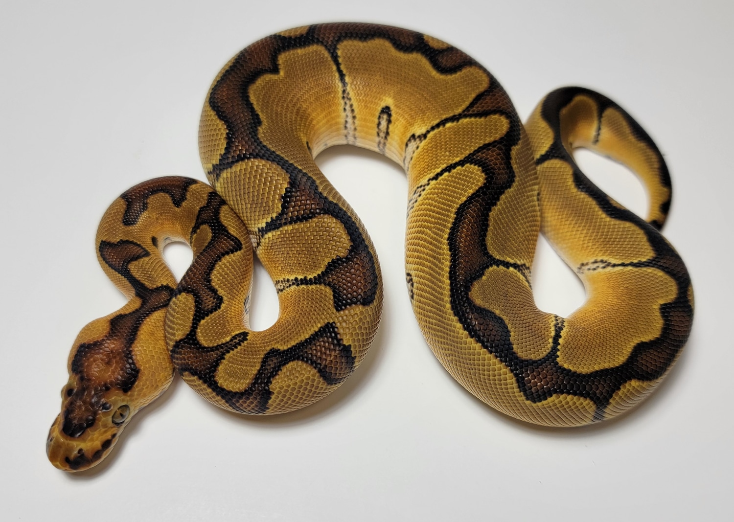 Enchi Clown Ball Python by Hulker's Herps - MorphMarket