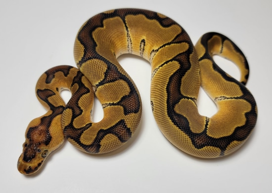 Enchi Clown Ball Python by Hulker's Herps