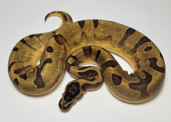 OD Enchi Pied Ball Python by Hulker's Herps